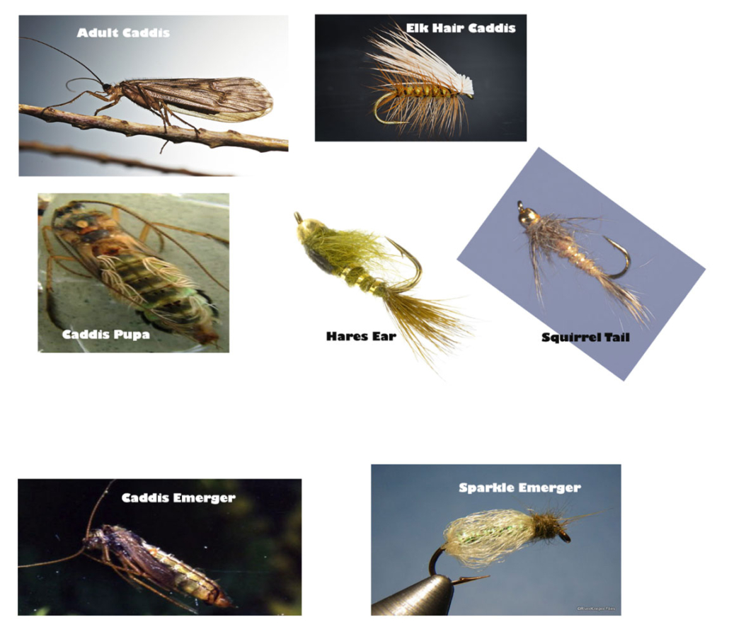 Bow River Fly Fishing Hatch Chart with Photos