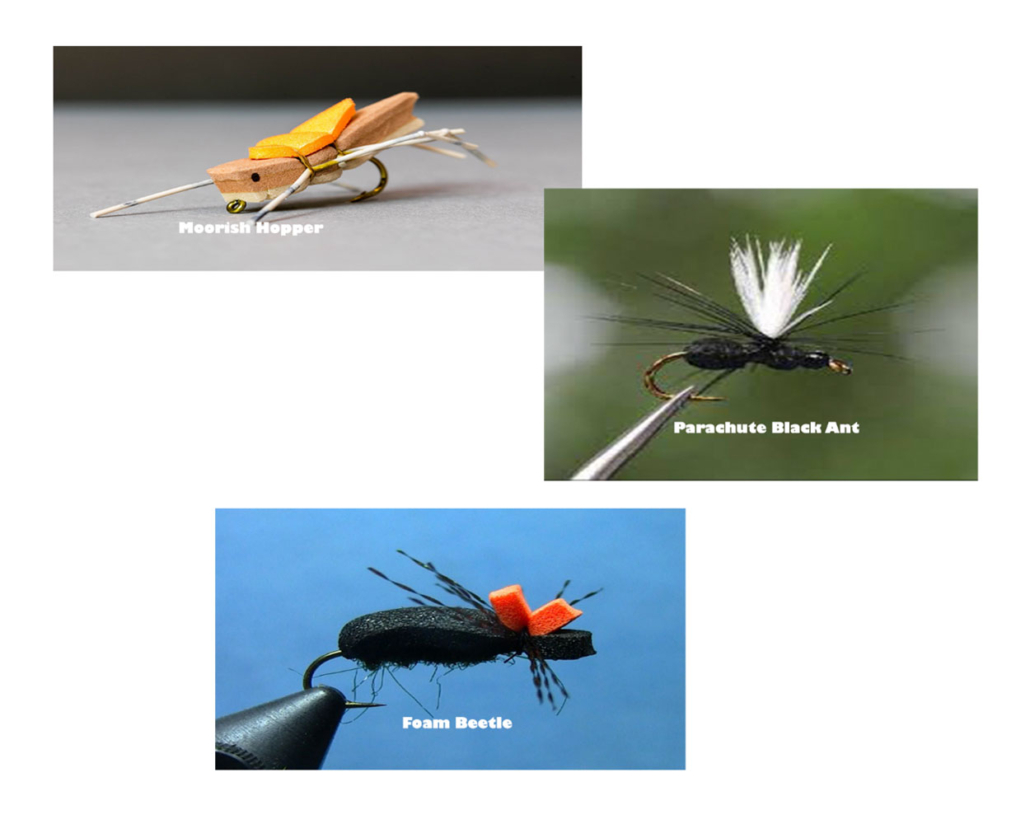 Bow River Fly Fishing Hatch Chart with Photos