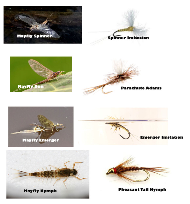 Bow River Fly Fishing Hatch Chart with Photos