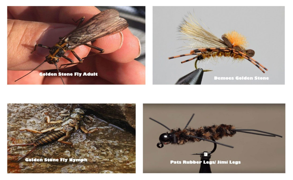 Bow River Fly Fishing Hatch Chart with Photos